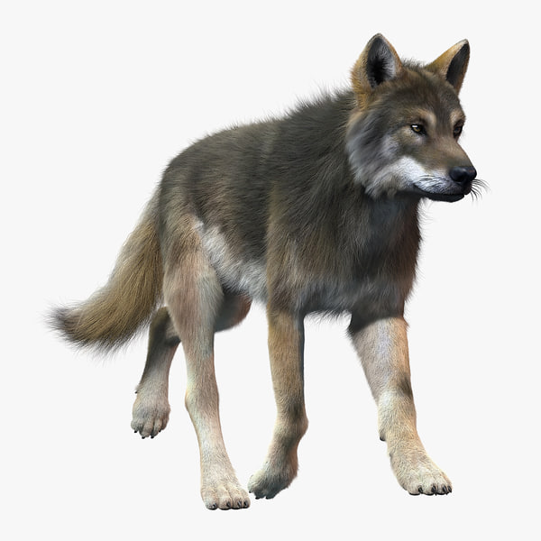 gray wolf 2 fur 3d model