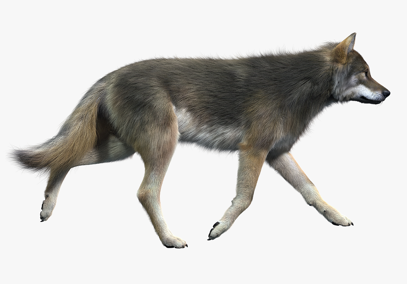 gray wolf 2 fur 3d model