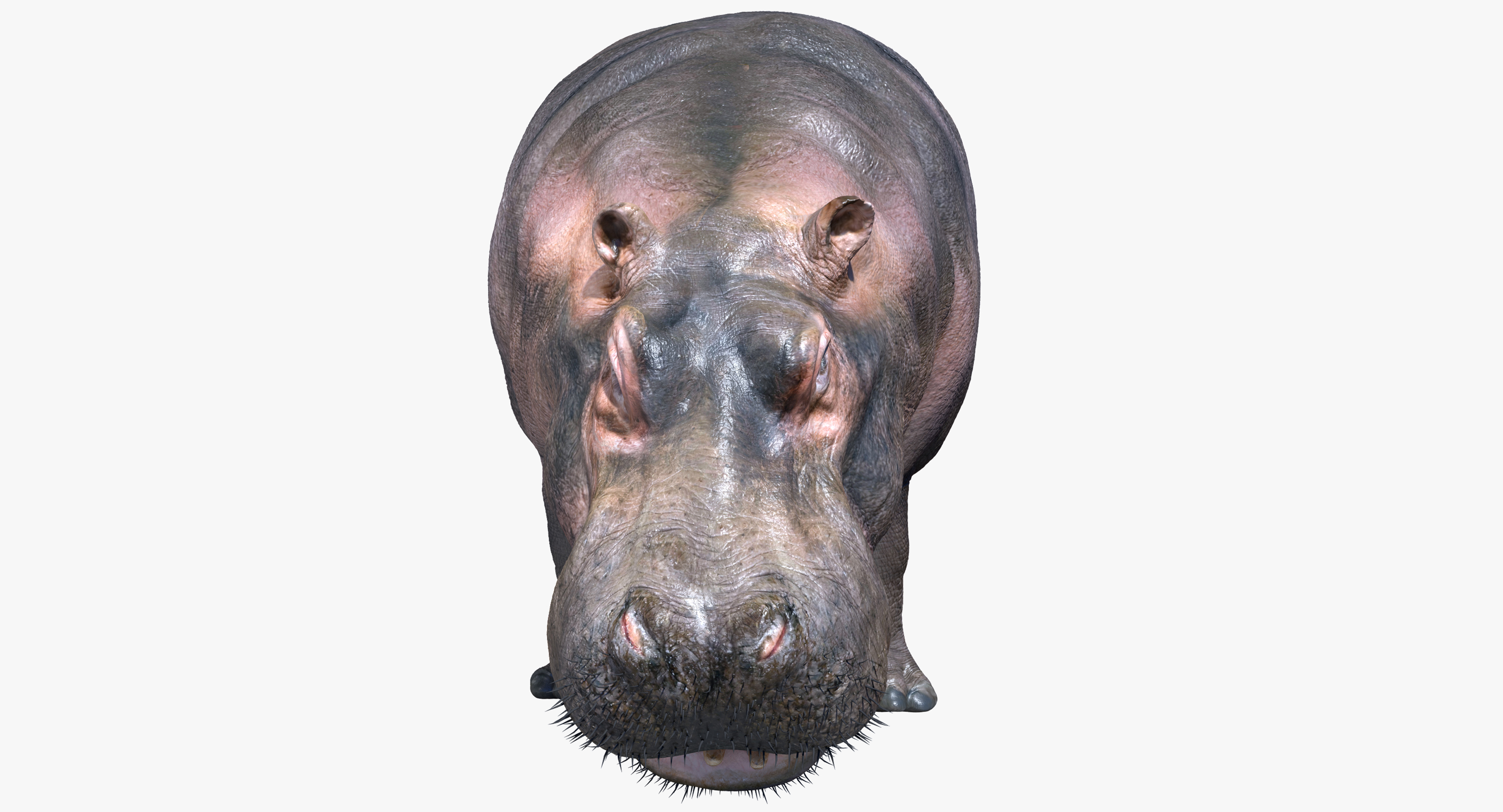 3d hippopotamus rigged model