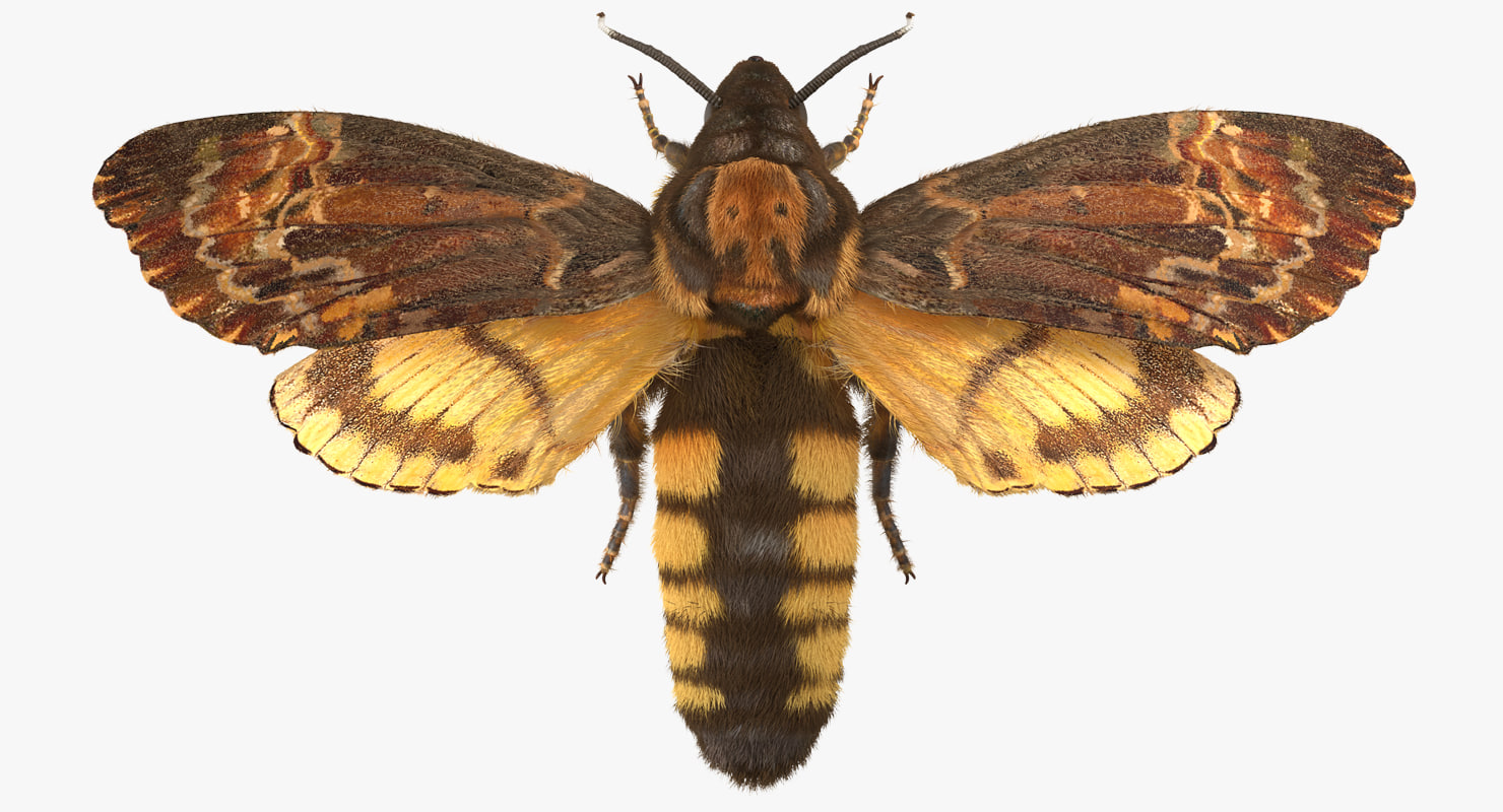 deaths head hawkmoth fur 3d max