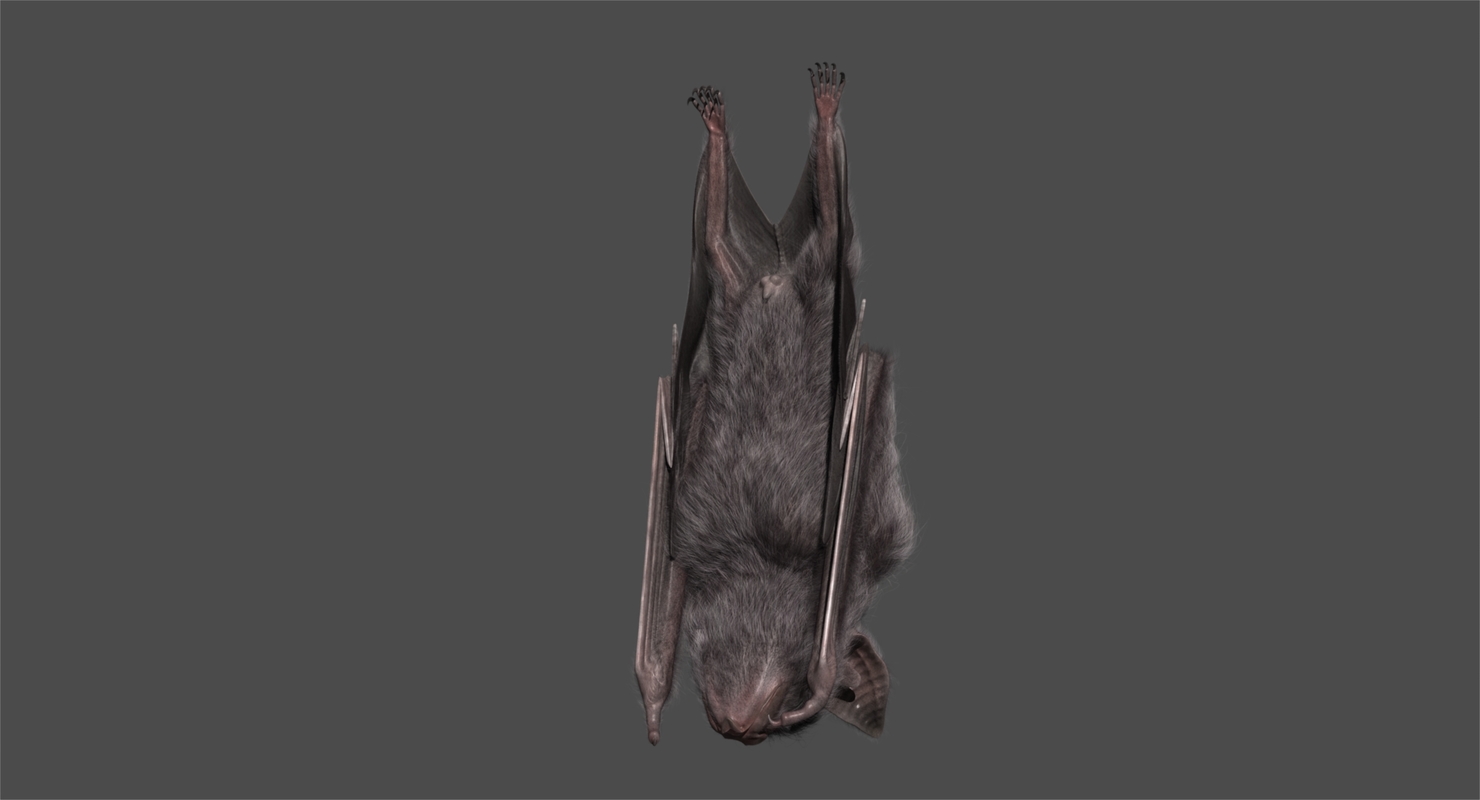 vampire bat animation obj