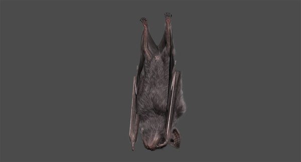 vampire bat animation obj