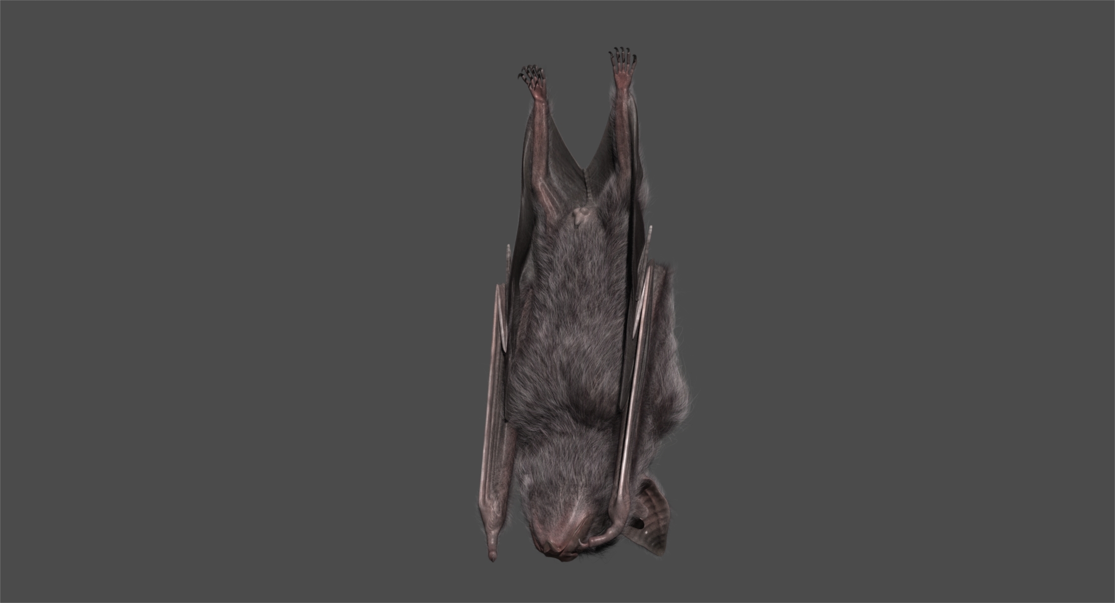vampire bat animation obj
