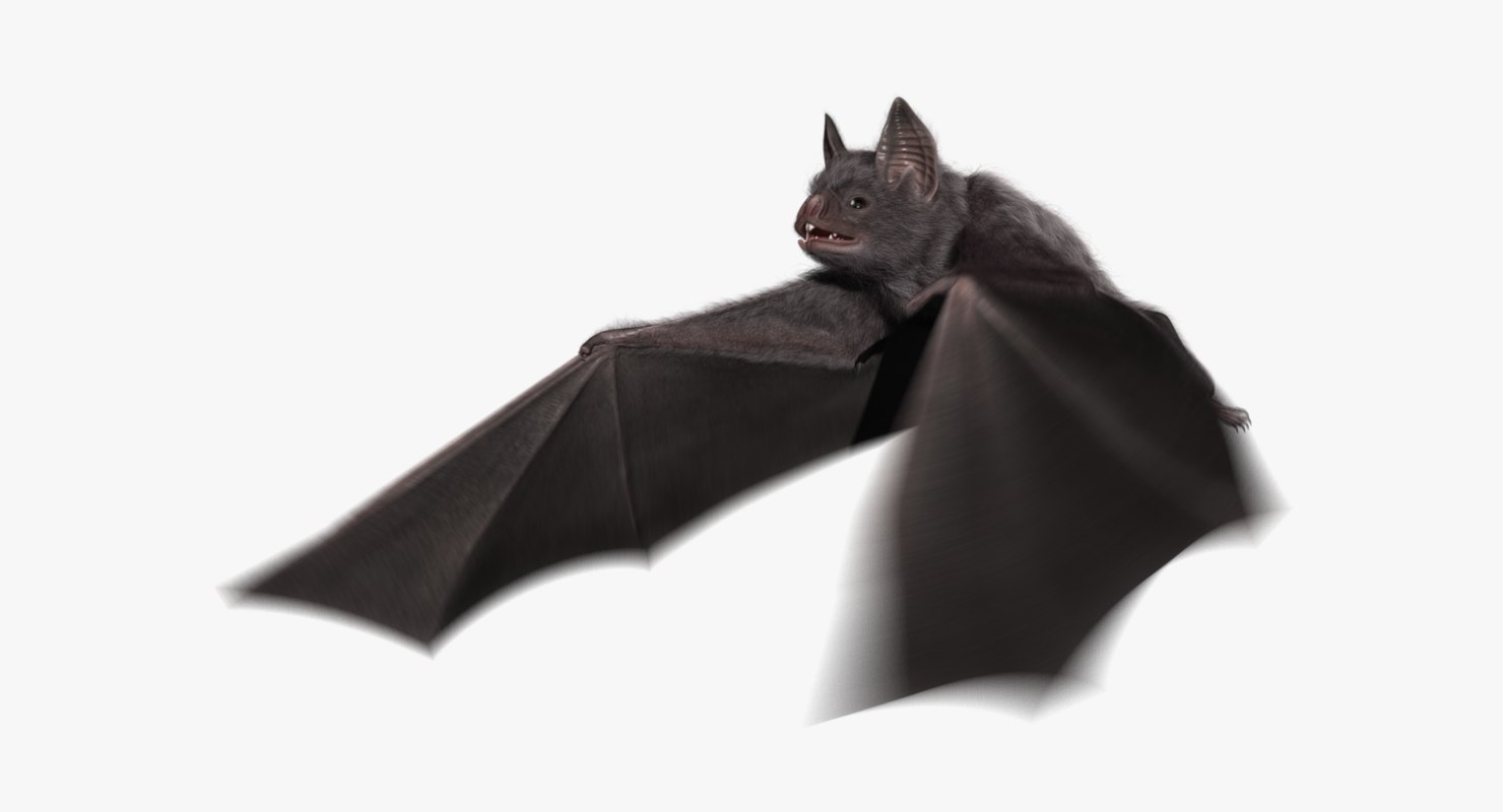 vampire bat animation obj