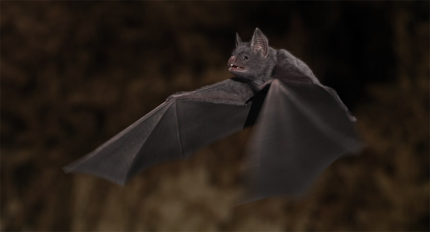 vampire bat animation obj
