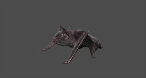 vampire bat animation obj