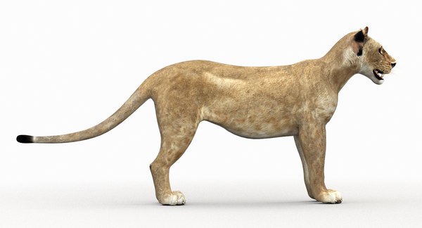 lioness 1 rigged lion 3d model