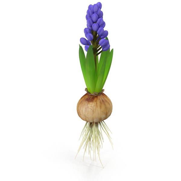 3d model hyacinthus orientali plant