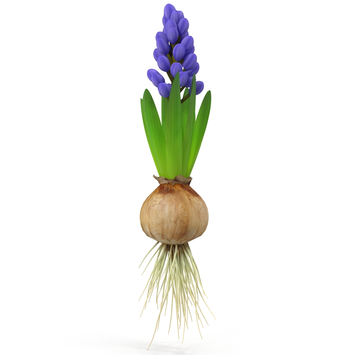 3d model hyacinthus orientali plant