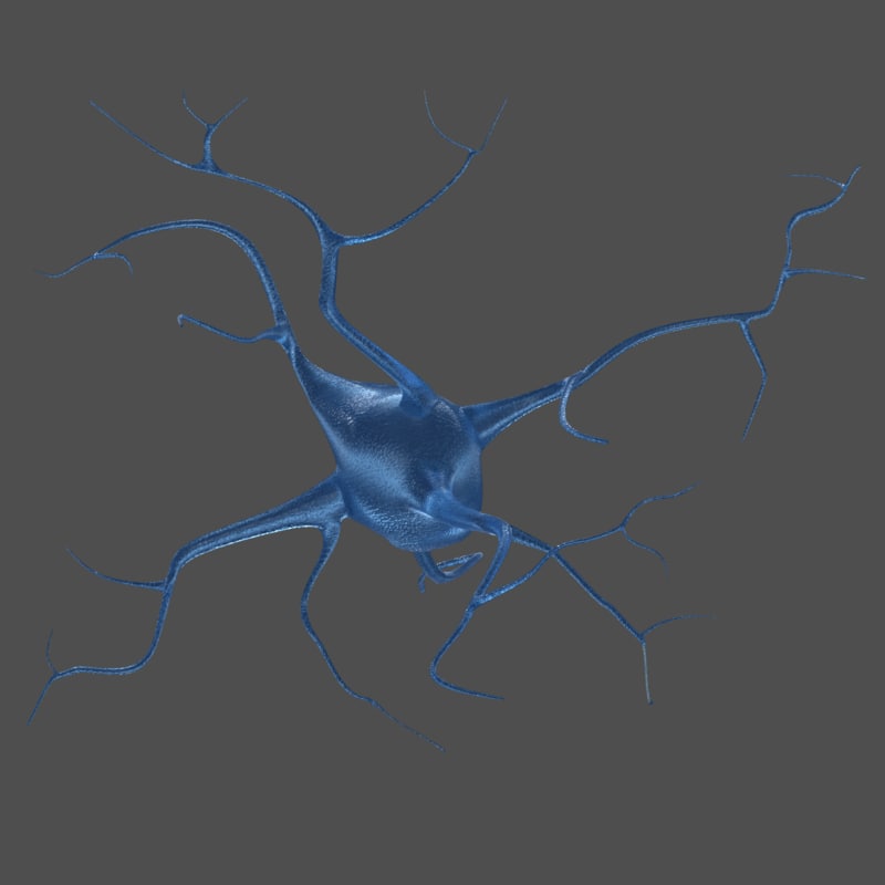 neuron cells 3d model