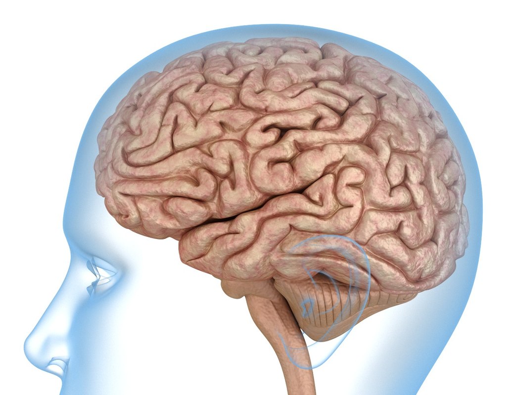 3d Human Brain