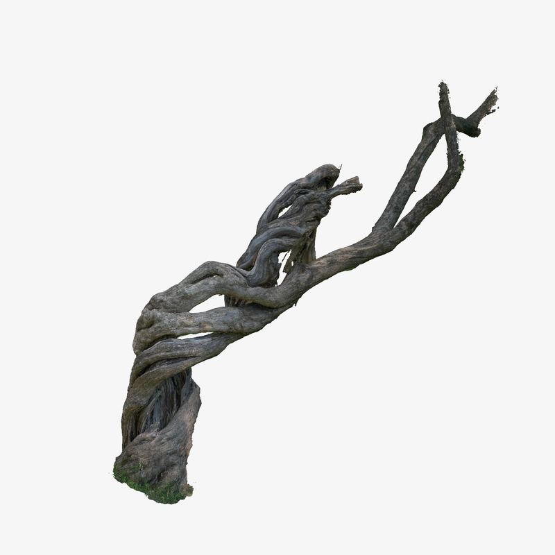 twisted cracked tree trunk 3d model
