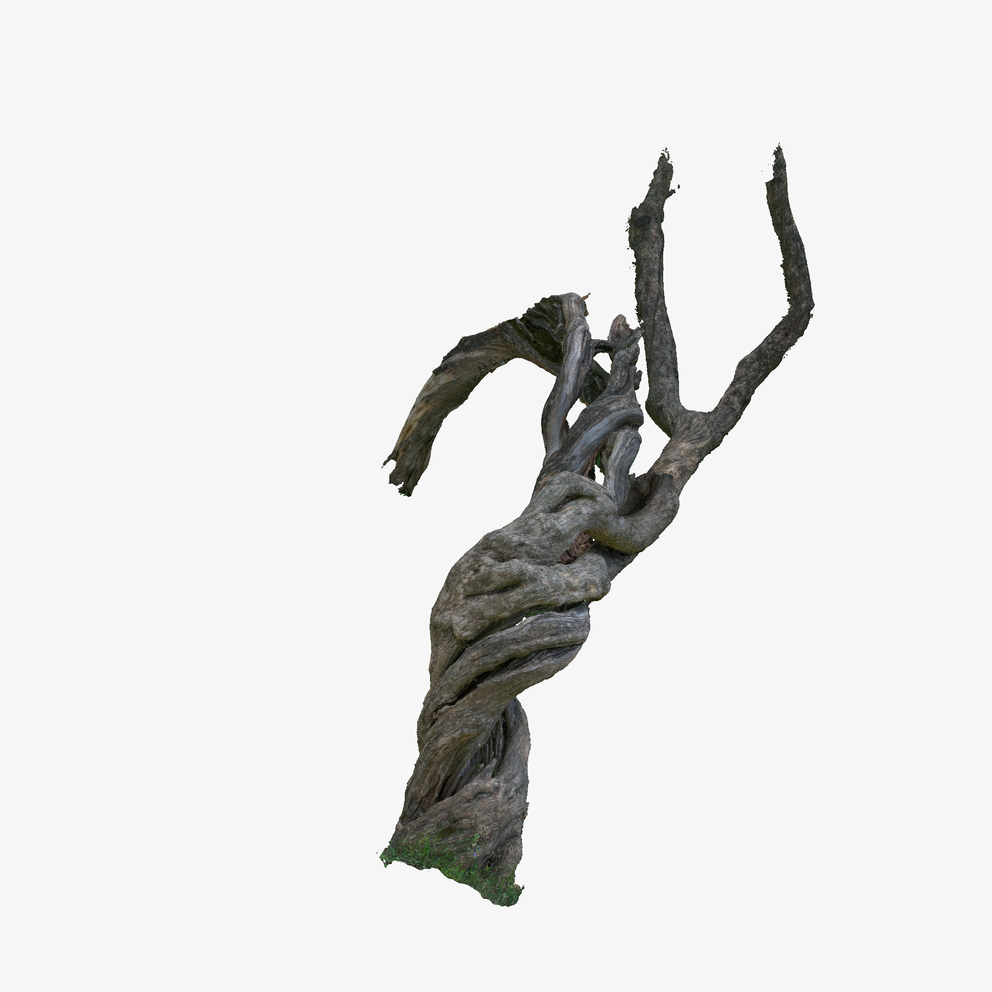 twisted cracked tree trunk 3d model