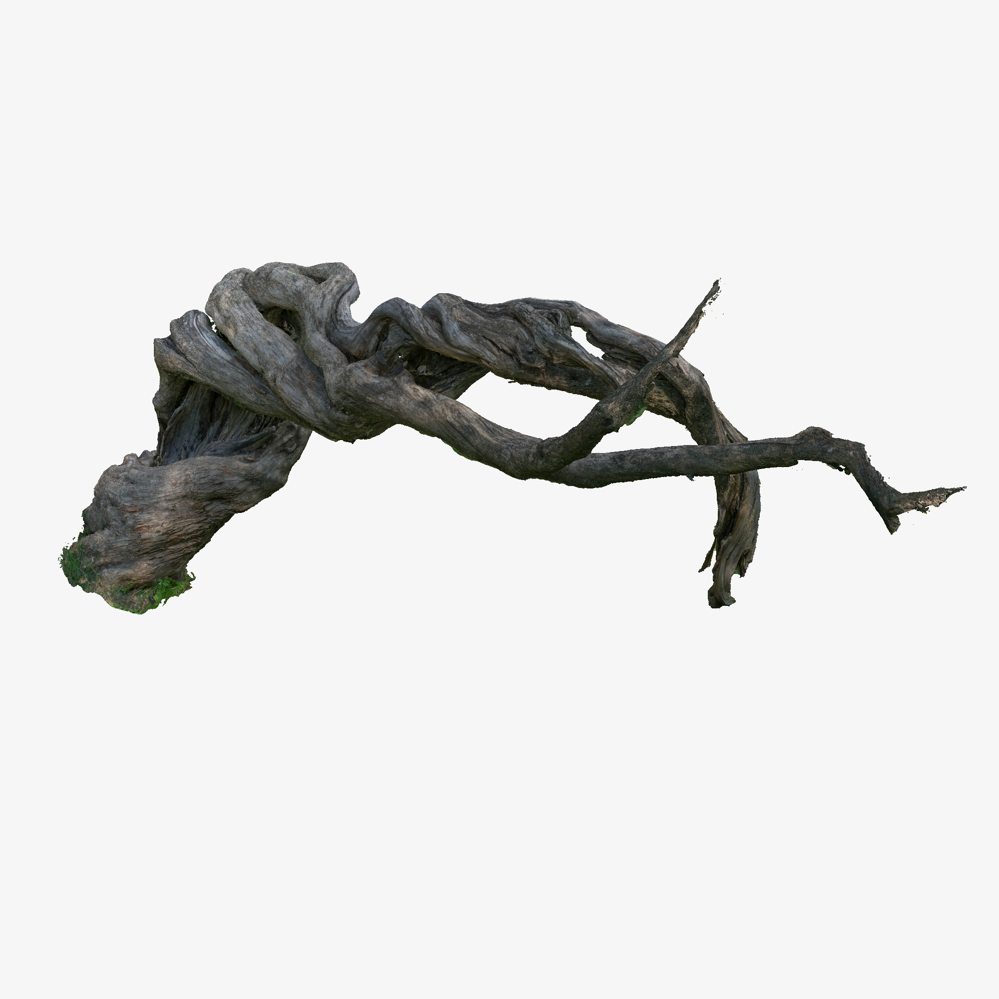 twisted cracked tree trunk 3d model