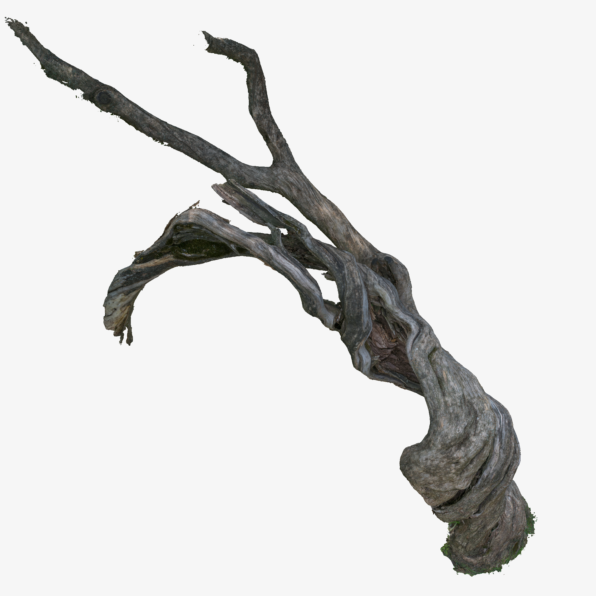 twisted cracked tree trunk 3d model