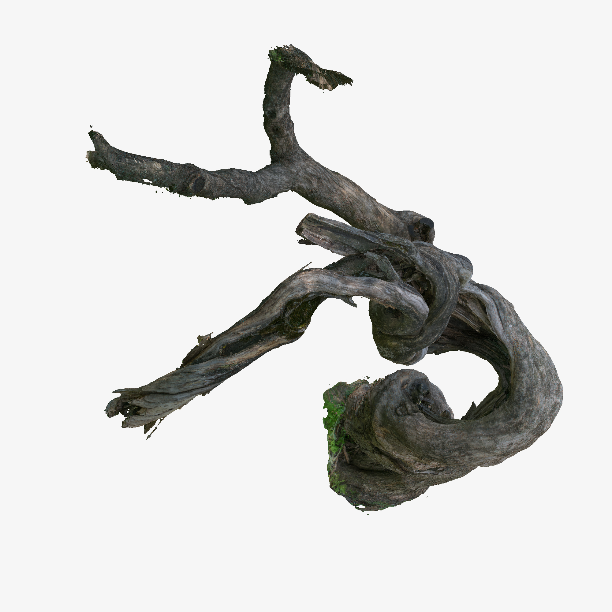 twisted cracked tree trunk 3d model