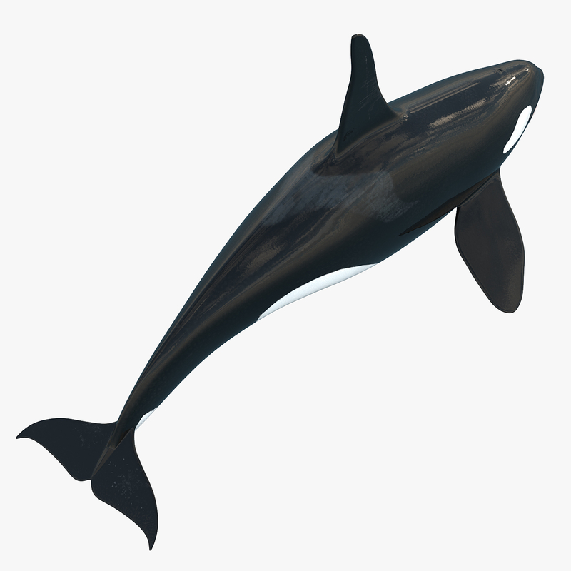 killer whale 3d model