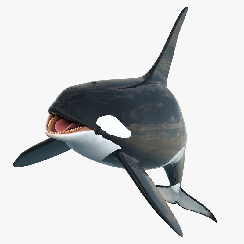 killer whale 3d model