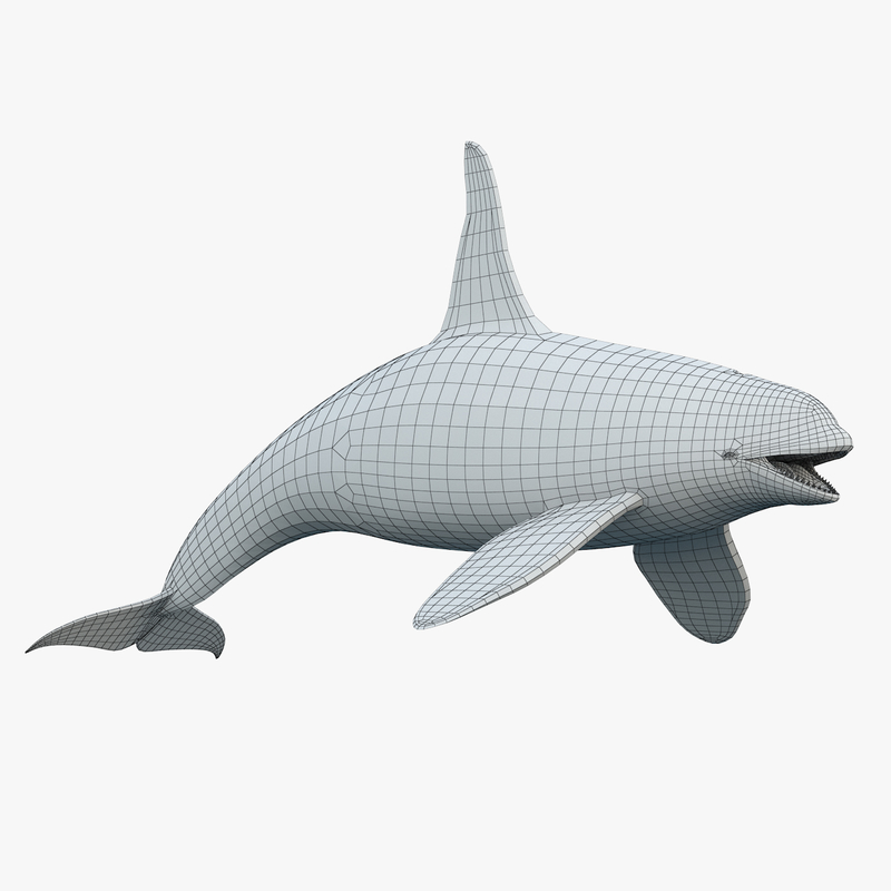 killer whale 3d model