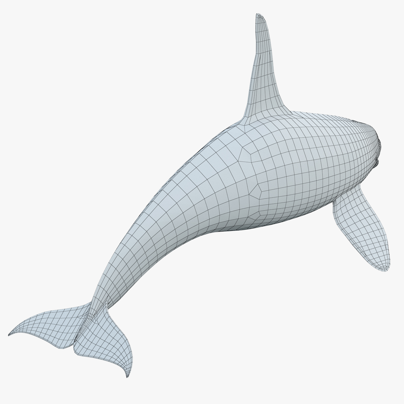 killer whale 3d model