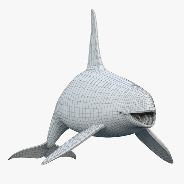 killer whale 3d model
