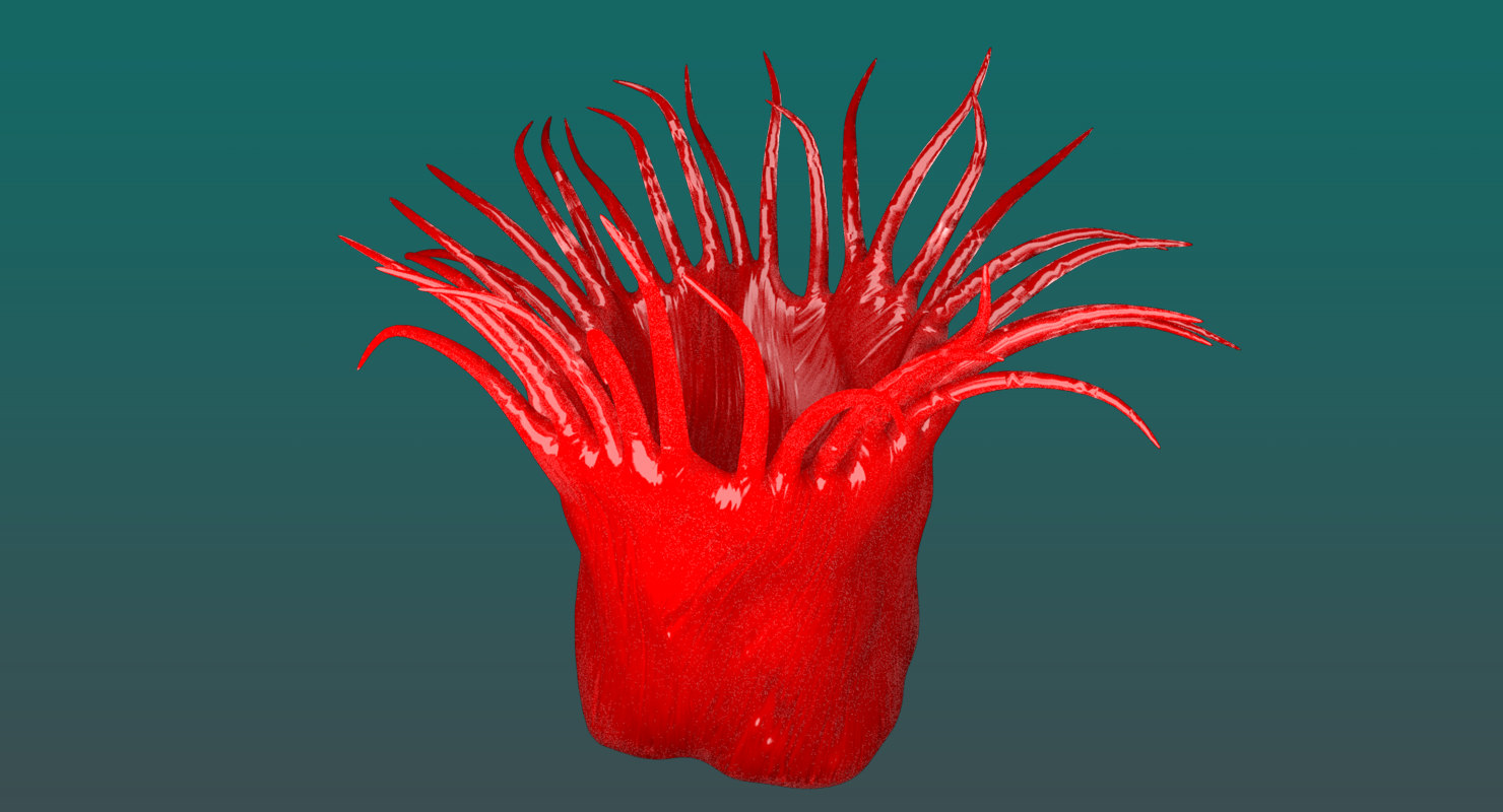 Anemone (Actinia Equina) 3D-Modell - TurboSquid 1136132