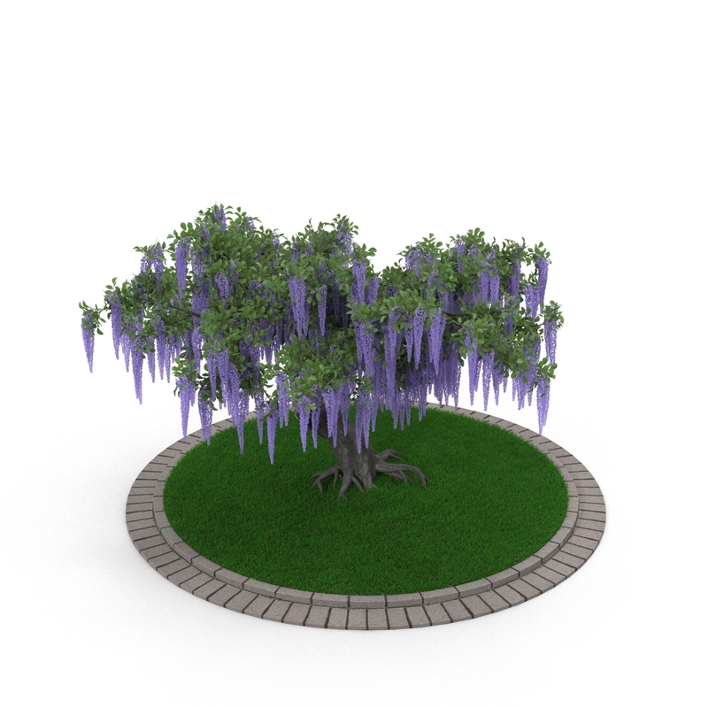 3d wisteria flowering
