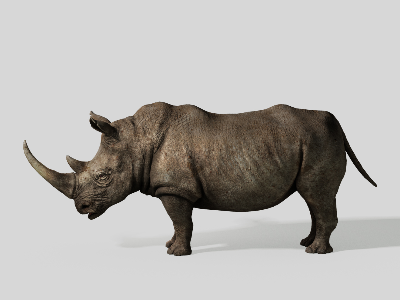3d rigged rhino