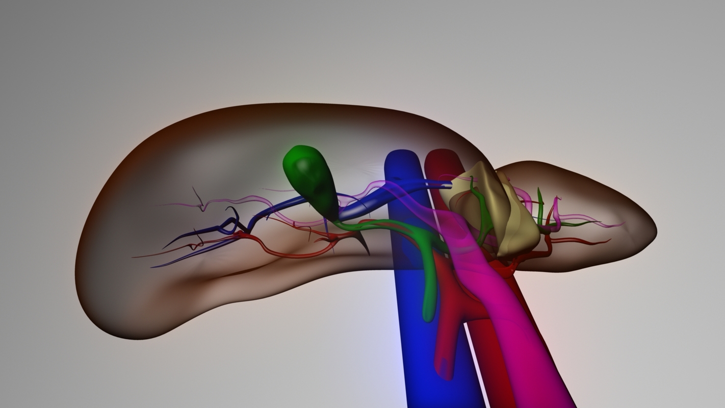3d liver model