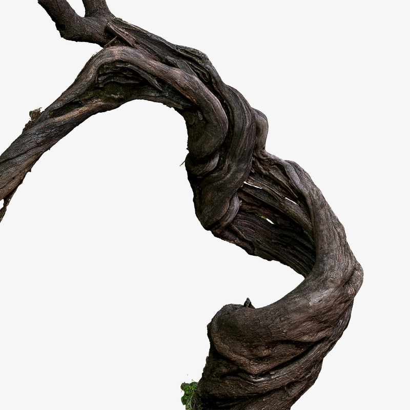 twisted cracked tree trunk 3d model