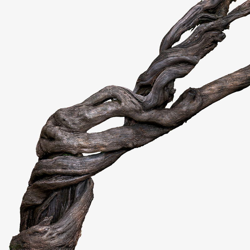 twisted cracked tree trunk 3d model
