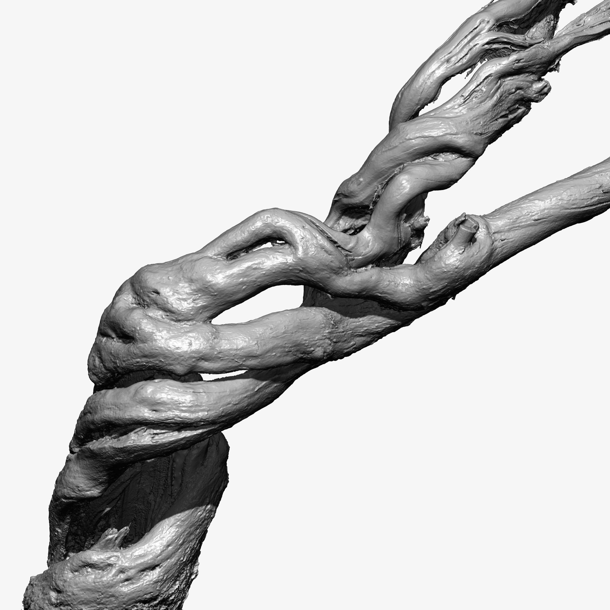 twisted cracked tree trunk 3d model