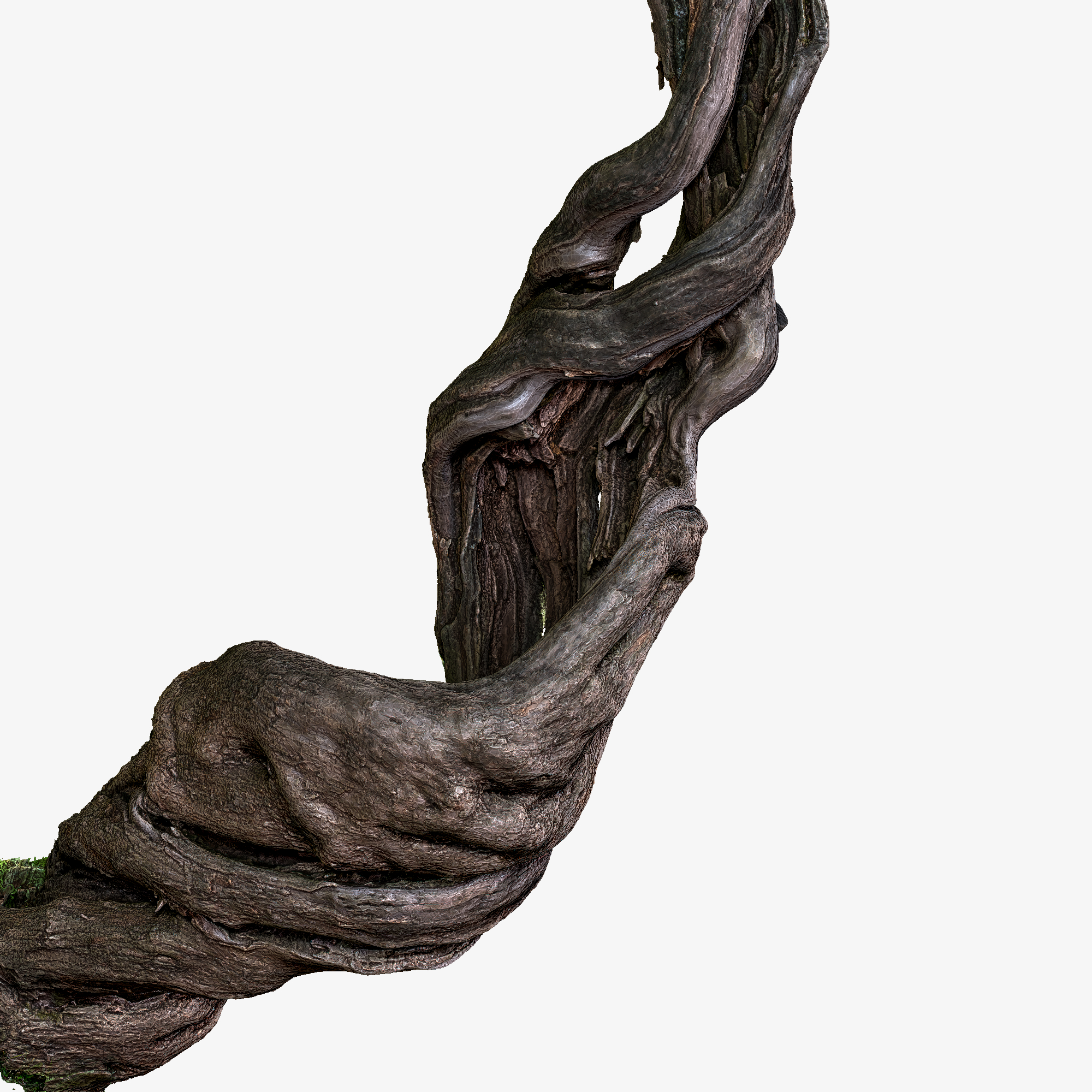 twisted cracked tree trunk 3d model