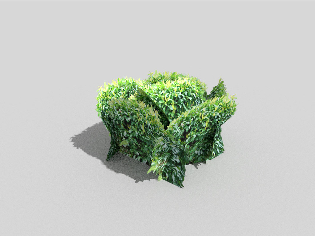 tropical shrub 3d model