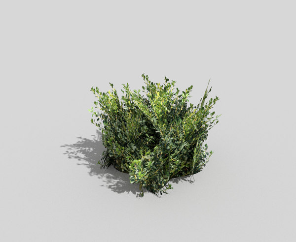 Bush Blender Models for Download | TurboSquid