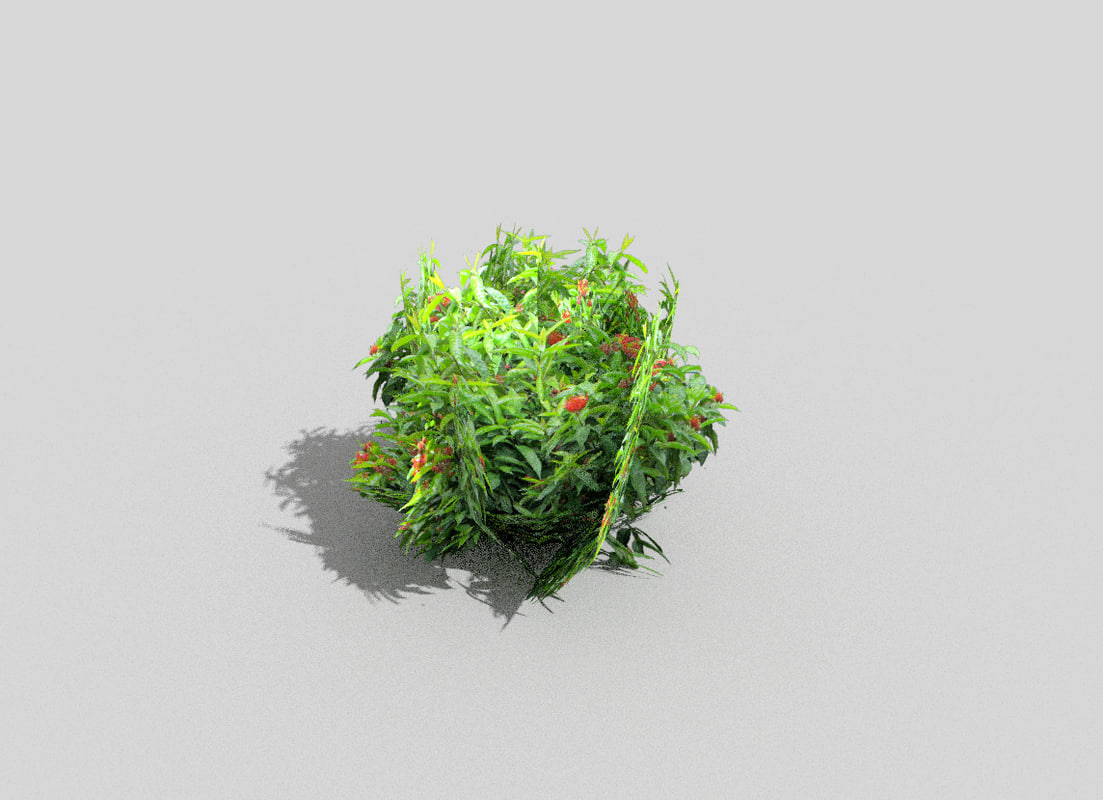 3d model tropical shrub
