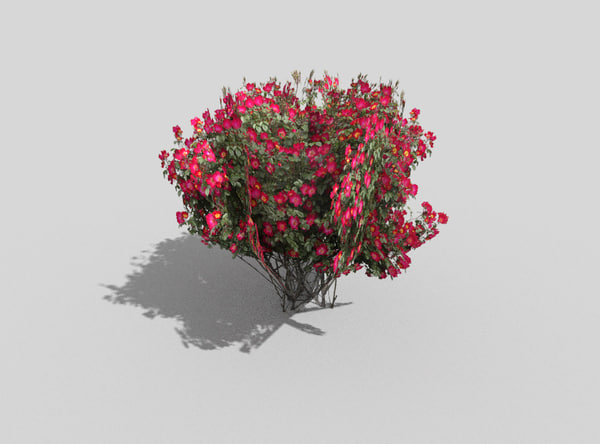 Bush Blender Models for Download | TurboSquid