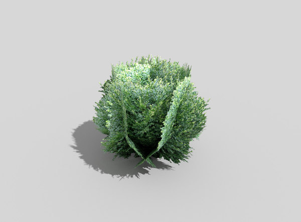 Bush Blender Models for Download | TurboSquid