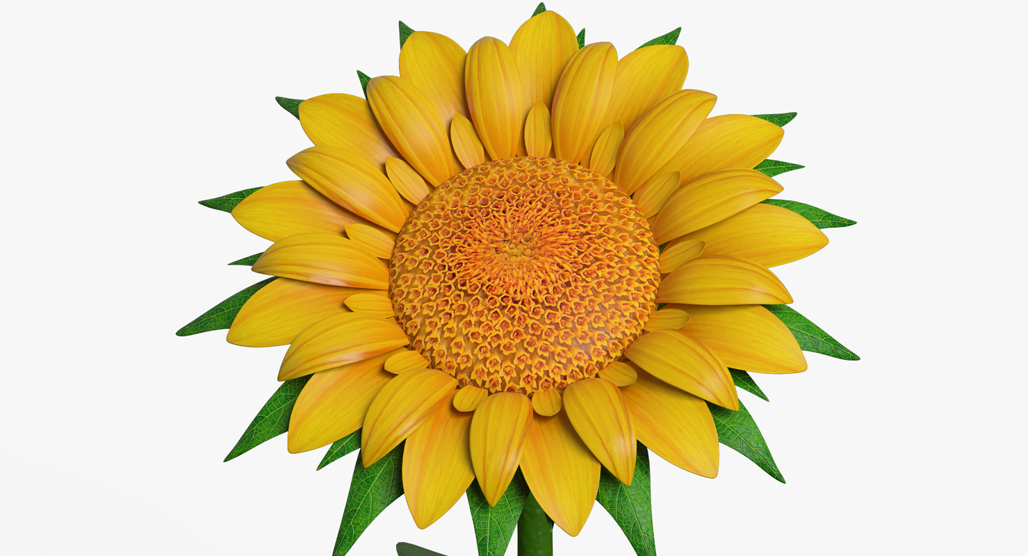cartoon sunflower flower 3d max