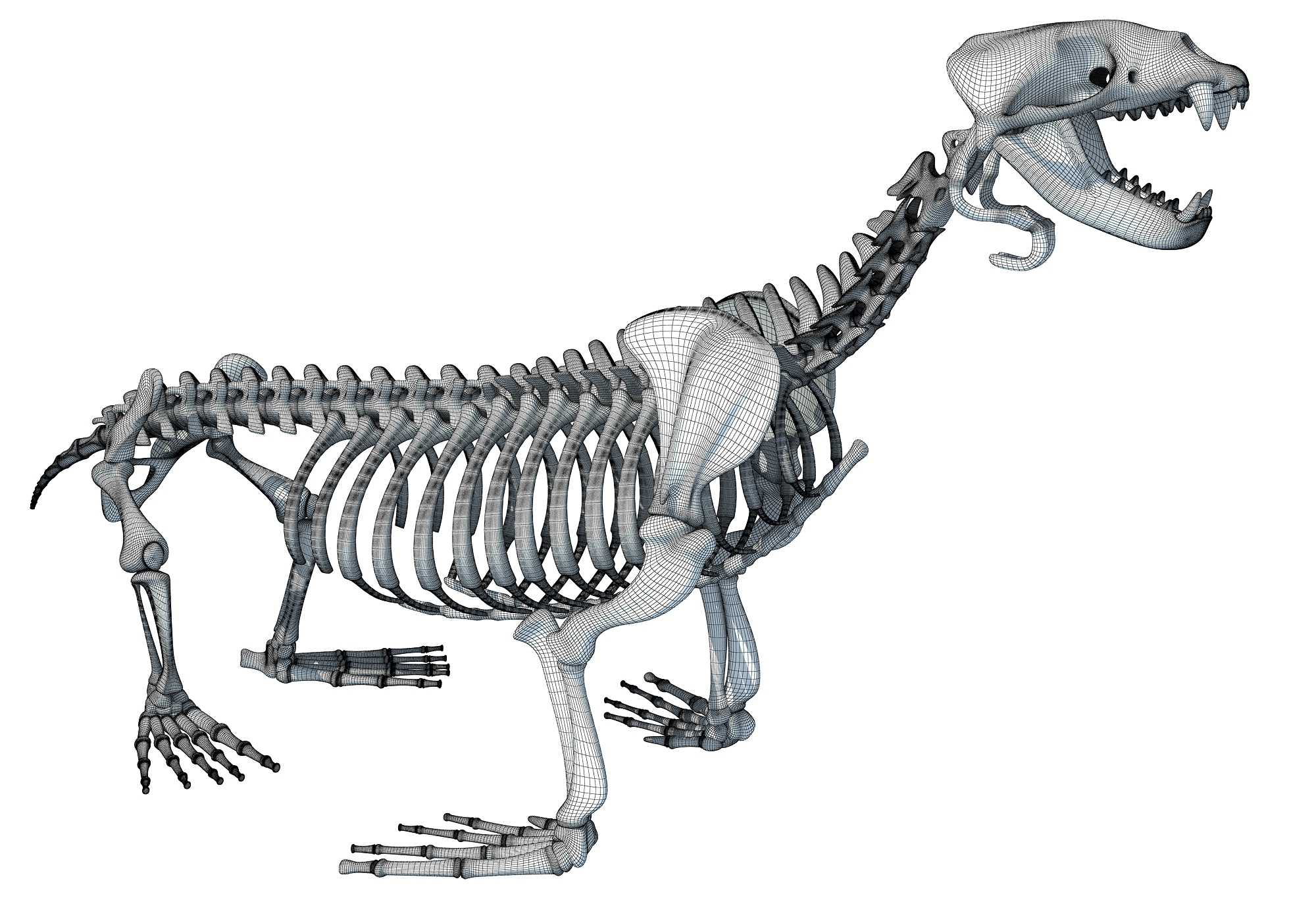 obj sea lion skeleton animal