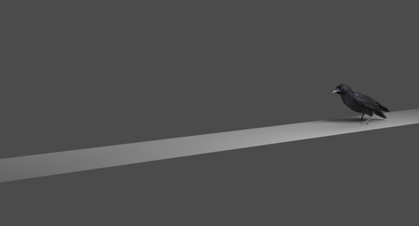 3d model chihuahuan raven animation flying