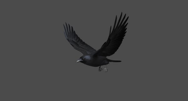 3d model chihuahuan raven animation flying