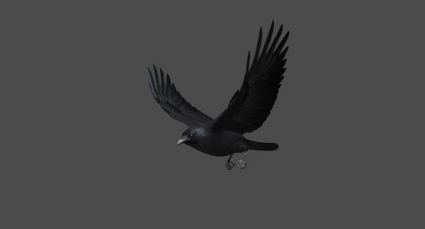 3d model chihuahuan raven animation flying