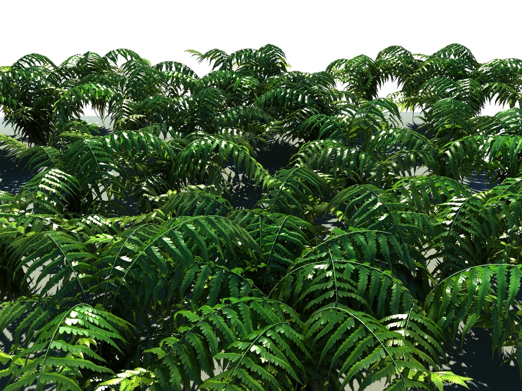 3d model fern ecosystems pack 24