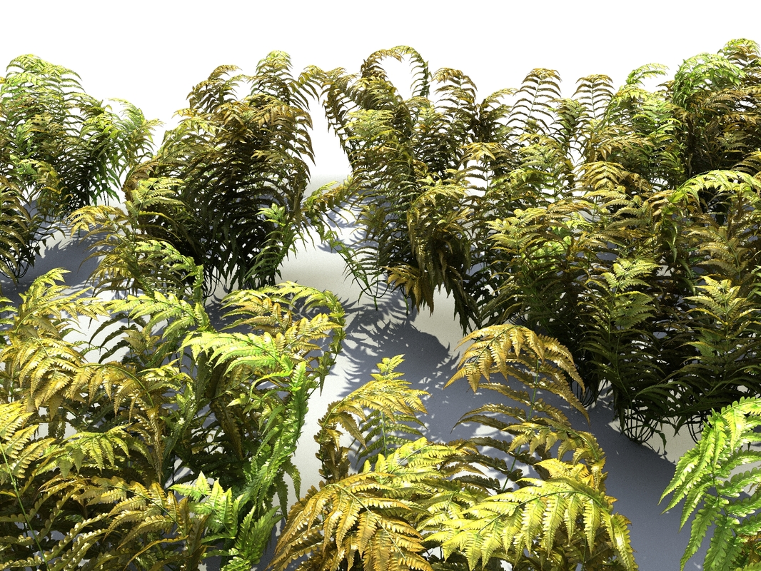 3d model fern ecosystems pack 24