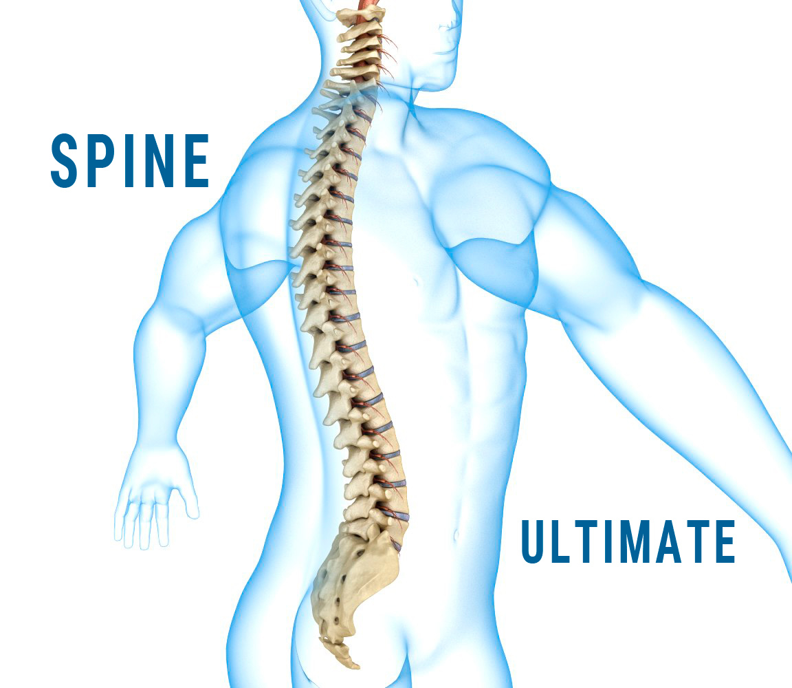 Human Spine And Parts