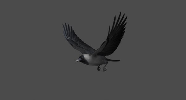 3d model house crow animation flying