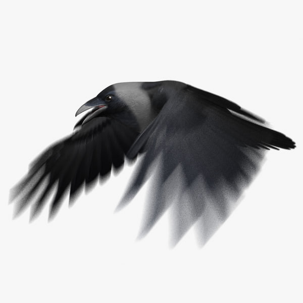Crow 3D Models for Download | TurboSquid