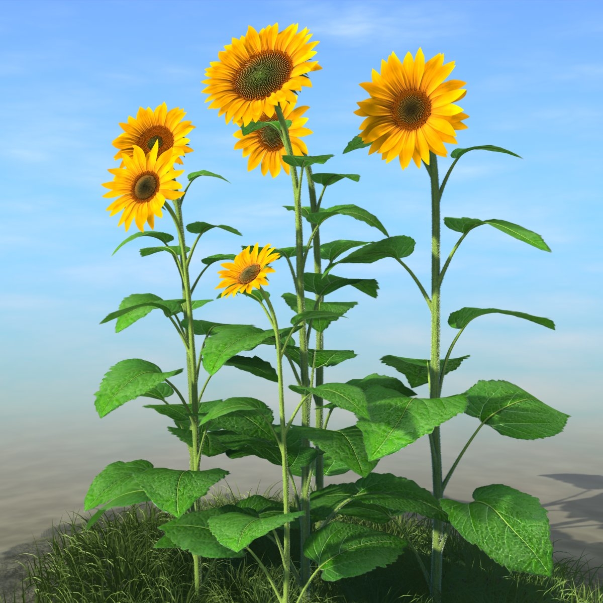 max sunflowers plants