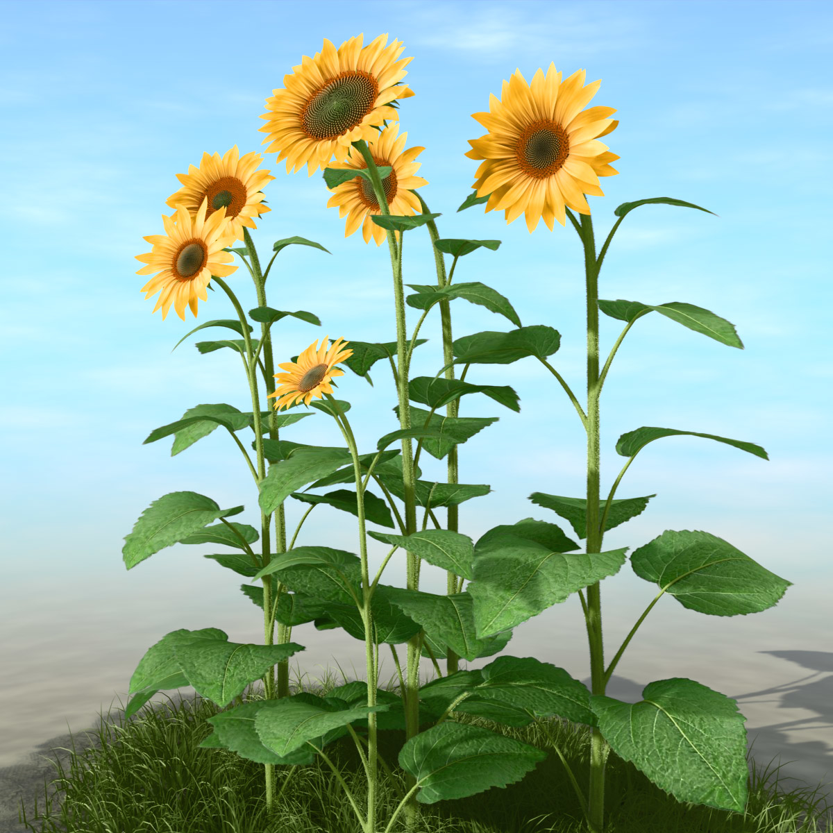 max sunflowers plants